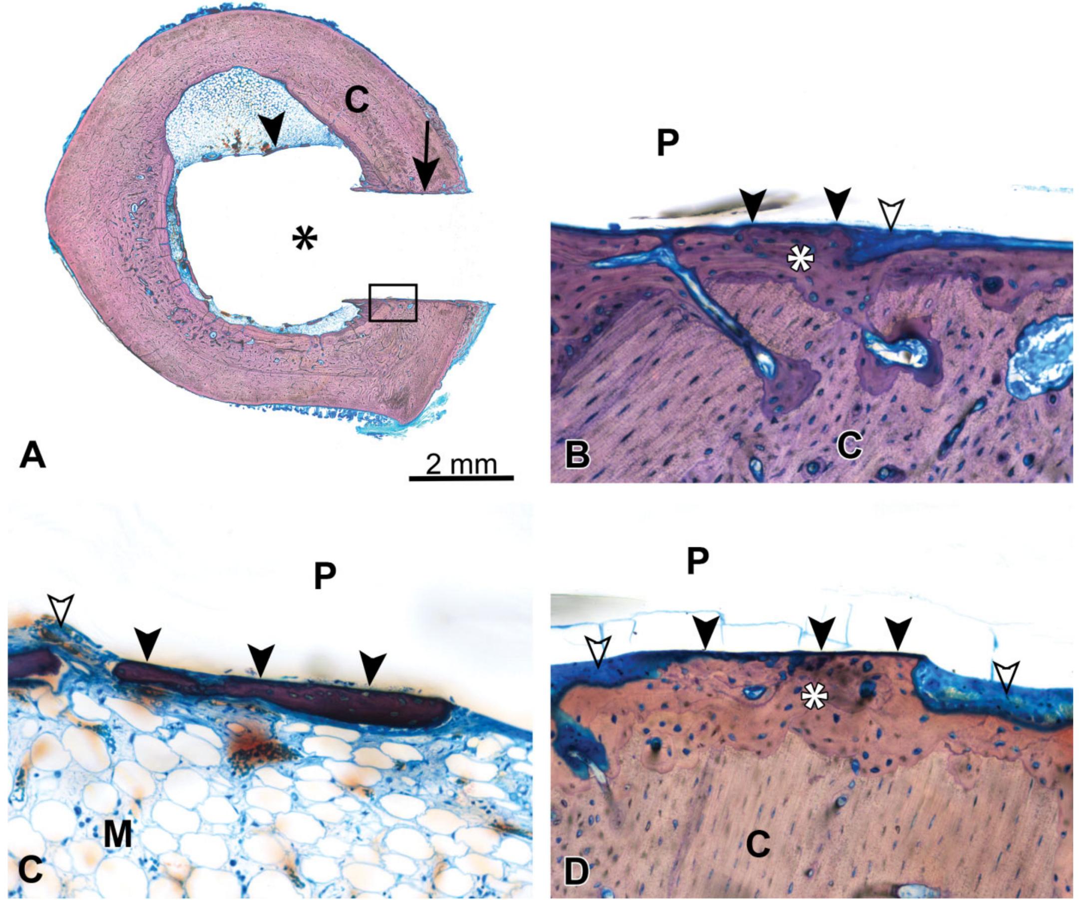 (a) unicortical defect in a rabbit femur implant model at 4