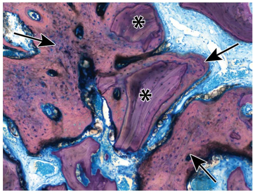 Histology slide from a mandibular defect model in a canine