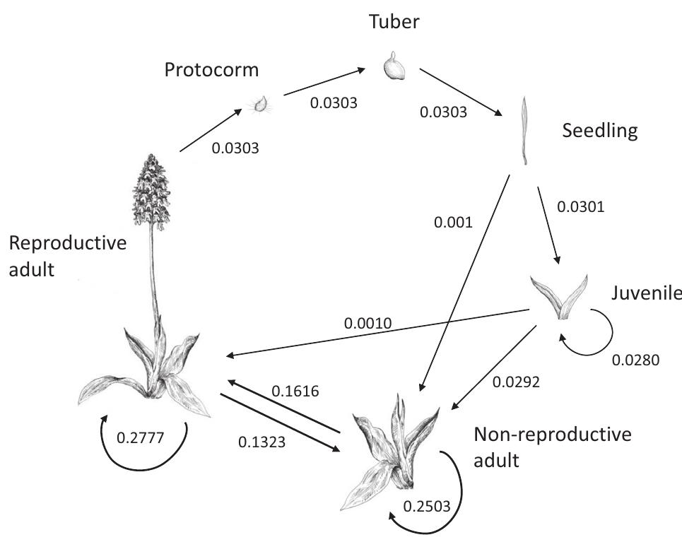 Typical life cycle of a perennial terrestrial orchid (o.