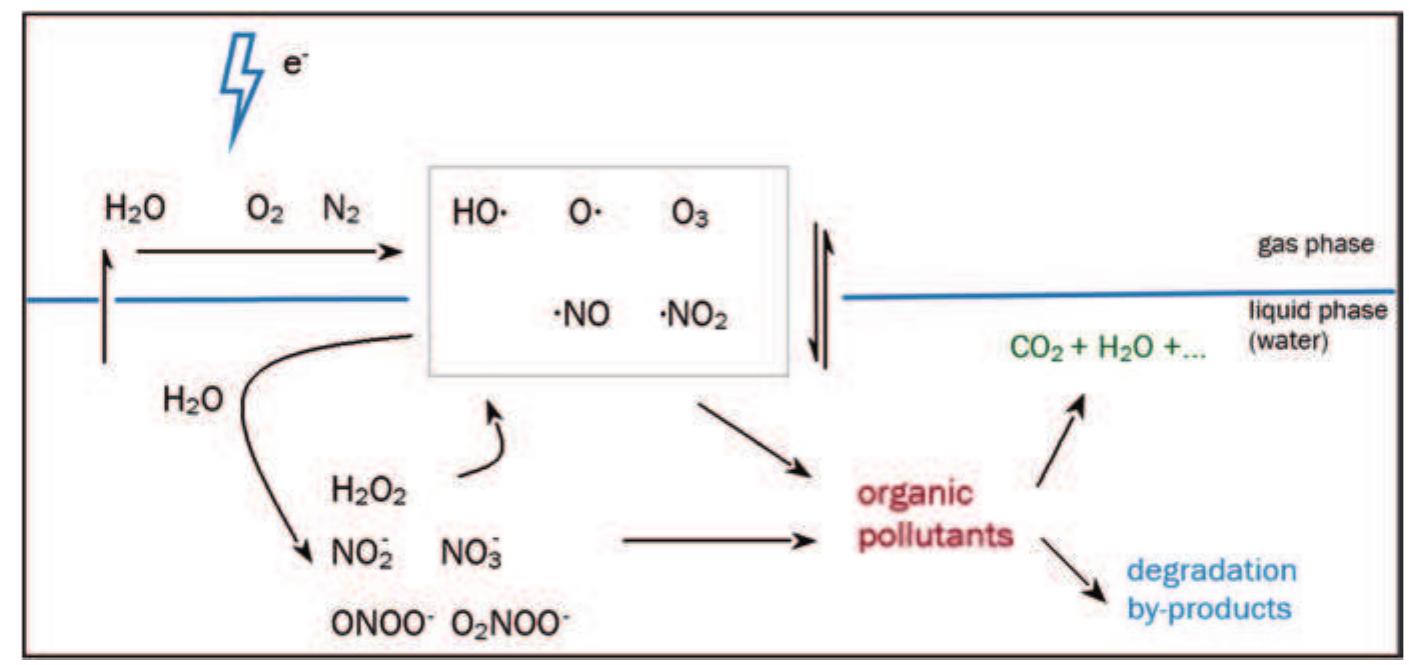 12 schematic representation of reactive oxygen species and