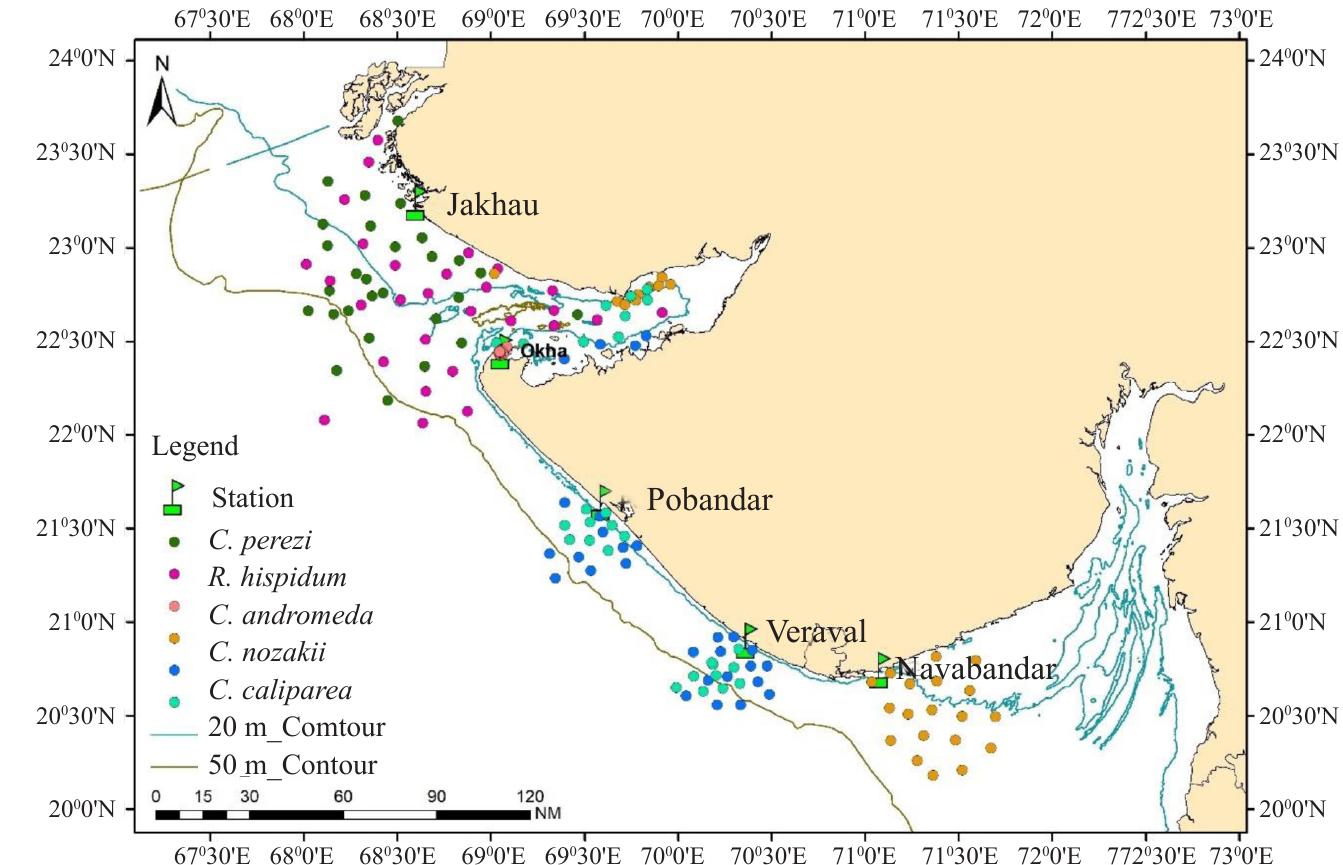 Distribution map of scyphozoan jellyfish species along the