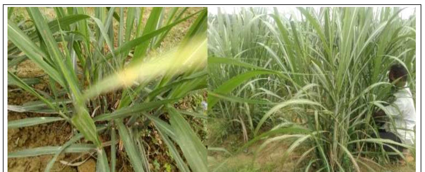 Profuse tillering in case of bud chip seedling. fig 3: