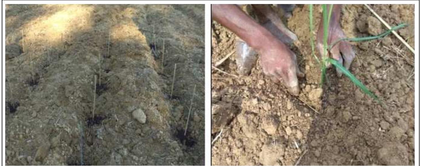 When different method of planting was compared, the planting
