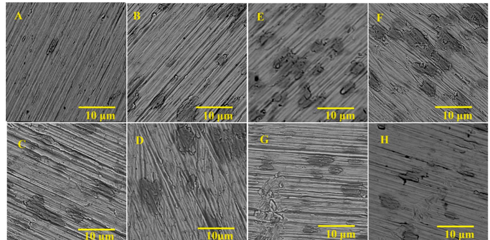 The sem (scanning electron microscope) images of a group