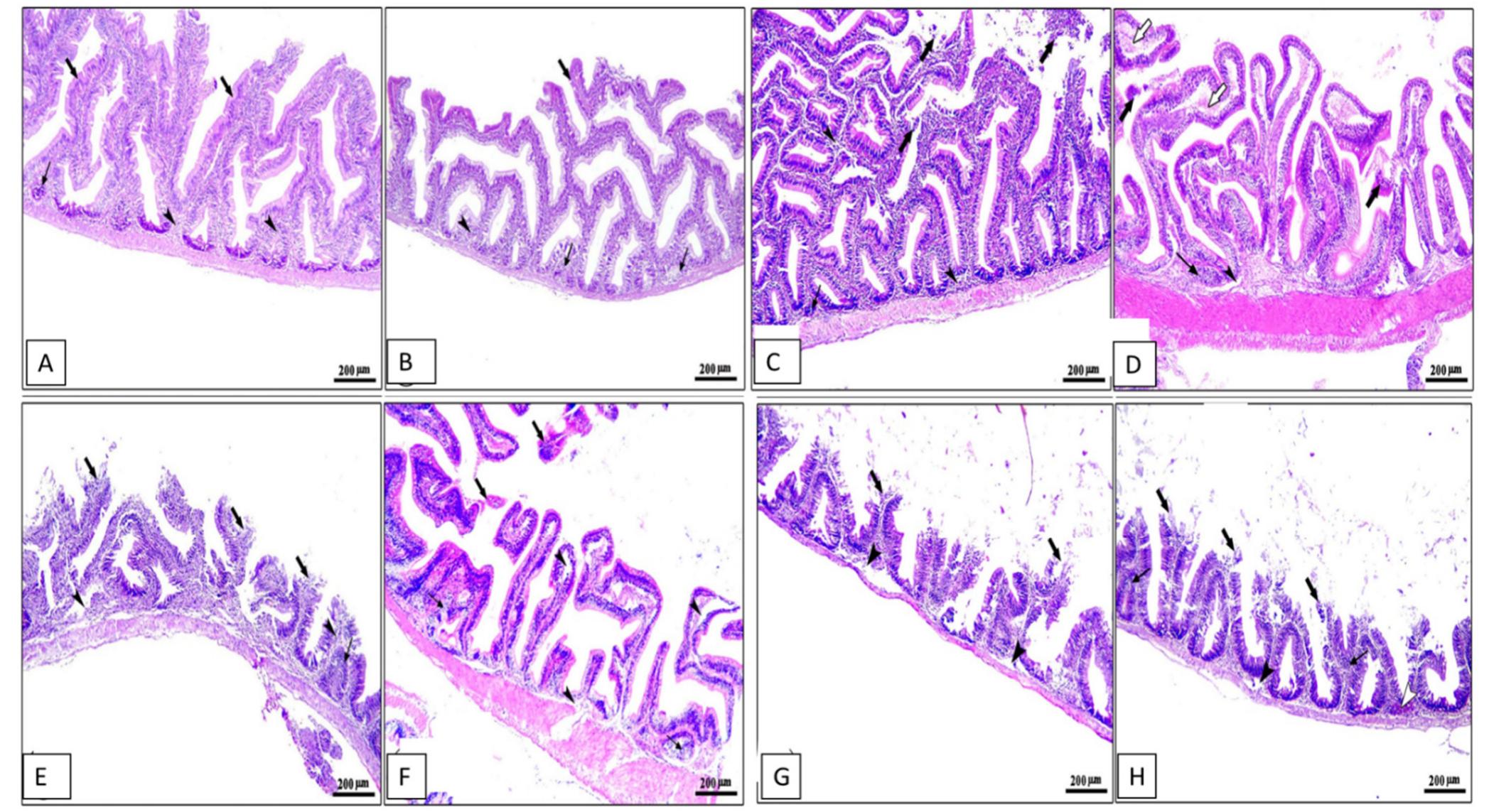 Photomicrograph of intestine sections of cyprinus carpio