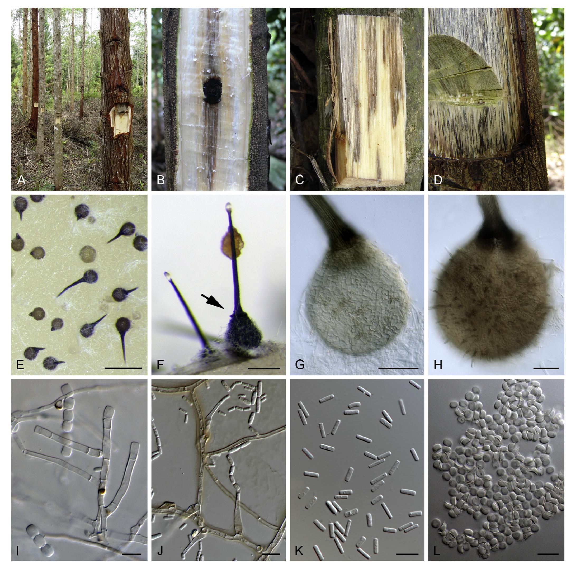 Huntiella spp. a-d. disease symptoms. a. eucalyptus trees