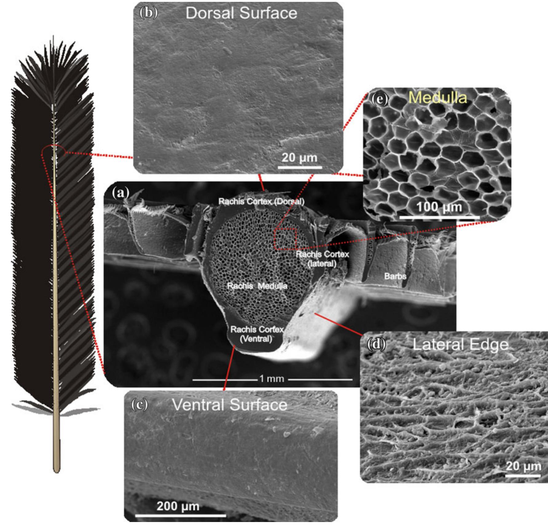 Sem of the surface microstructure of the cortex and (a) the
