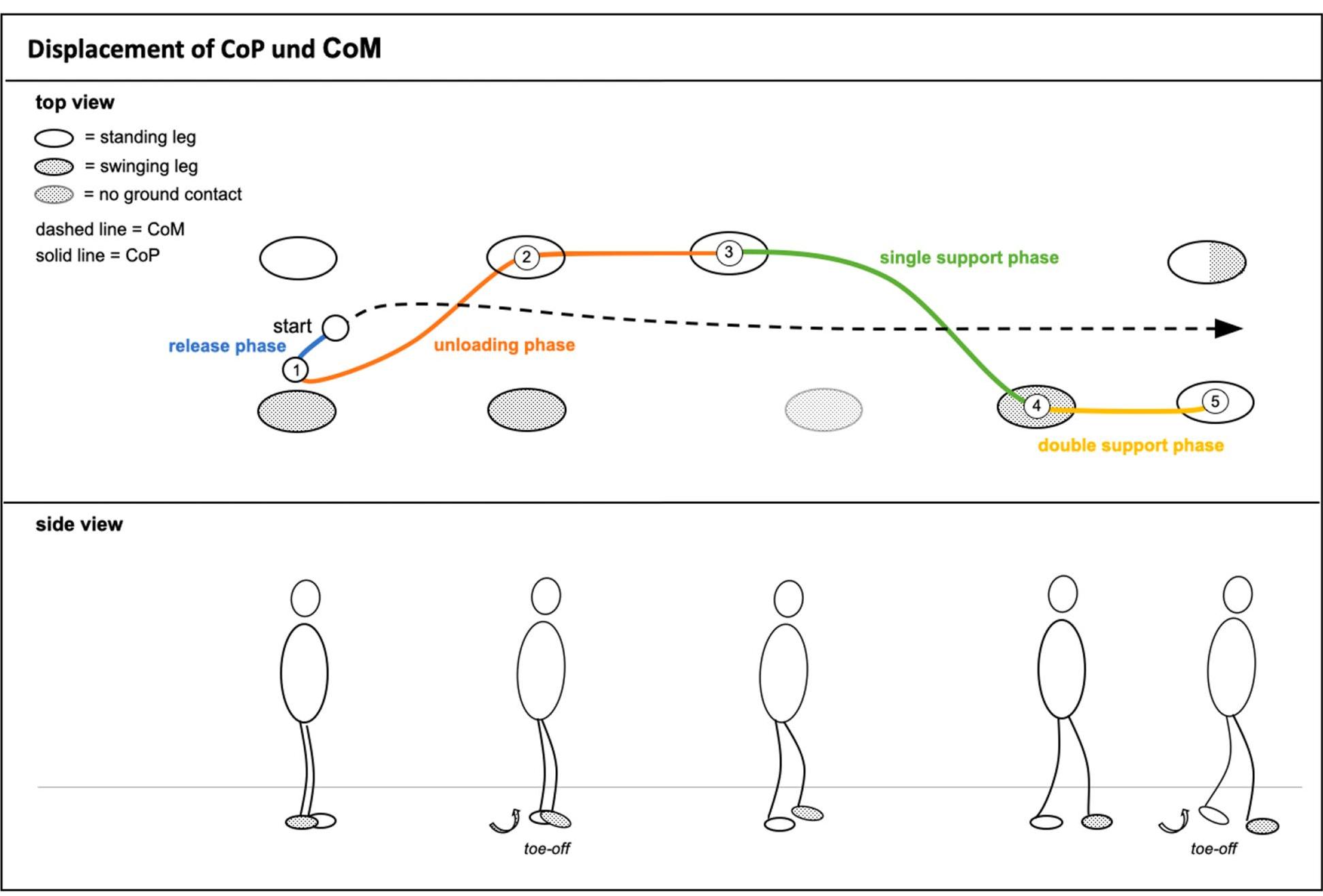 Phases of gait initiation