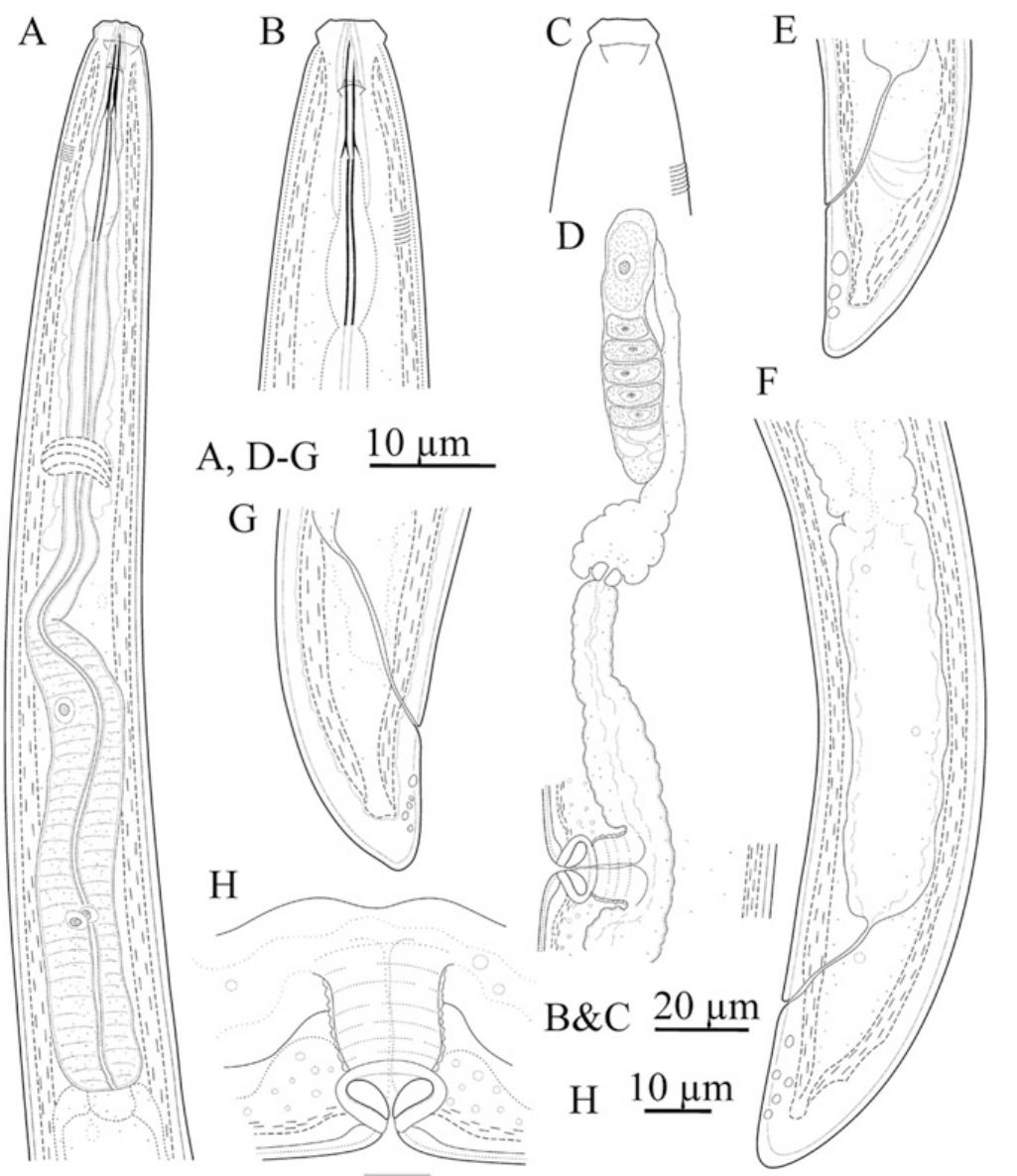 Fic. 1. heterodorus youbertghostai. n. sp. a. pharynx. b.