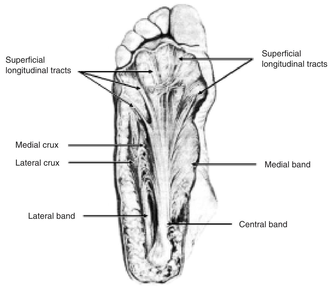 The three bands or components of the plantar fascia