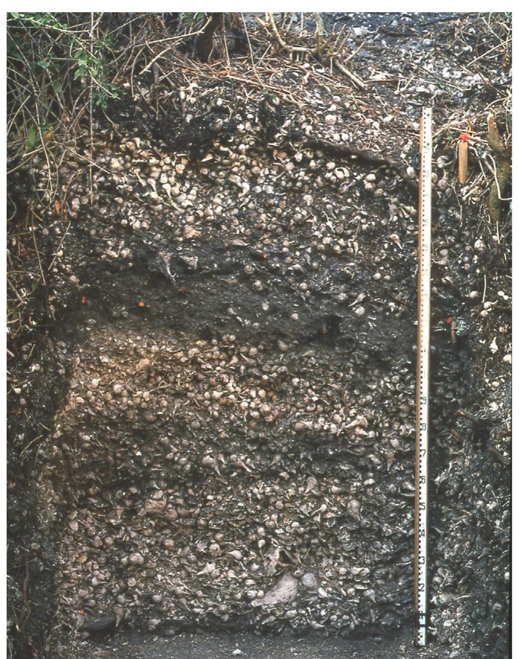Major mound sites and coastal sources of lightning whelk