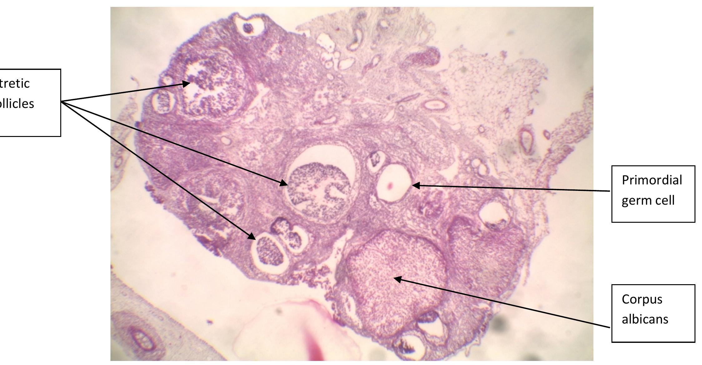 Plate c. photomicrograph of transverse section of the ovary