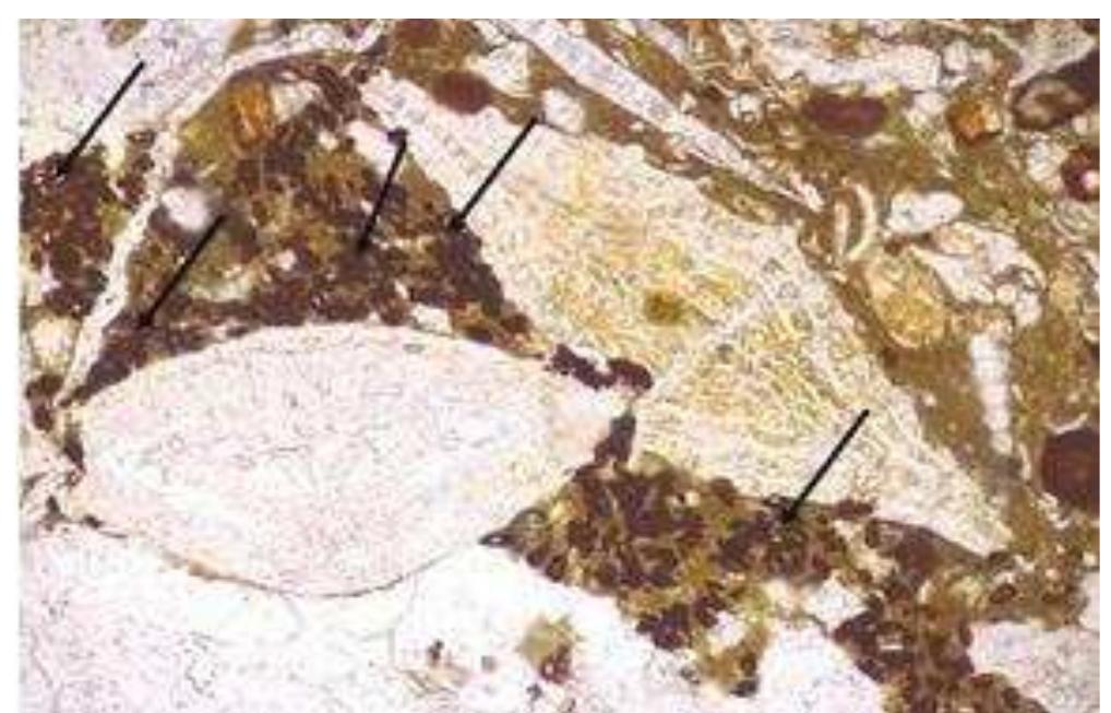 Photomicrograph representing peloids un- der plain polarized