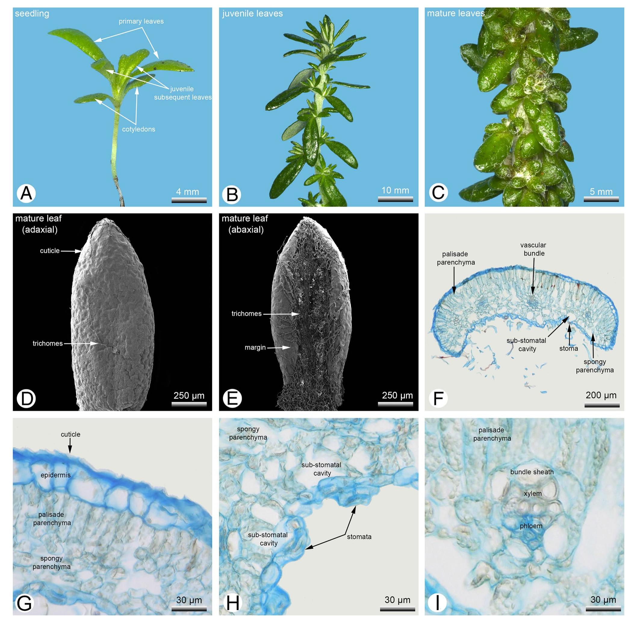 Structure (microtome cross section); g epidermis with an