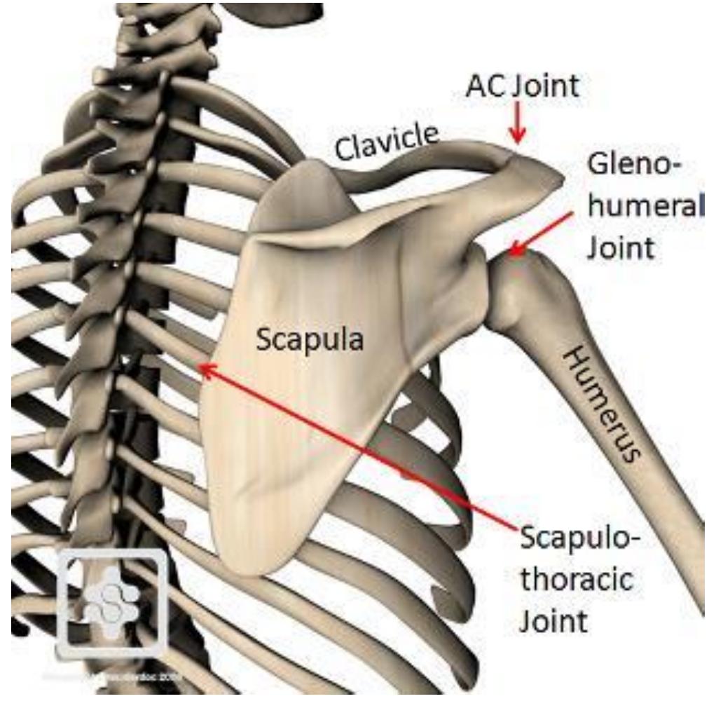 Anatomical structure of the shoulder [6].