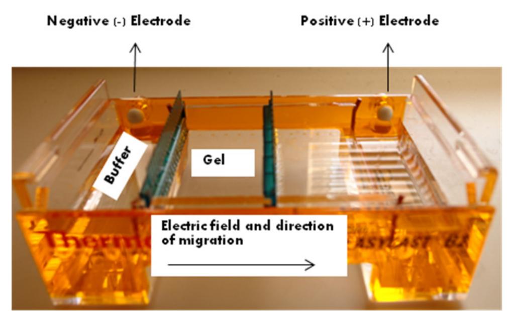 Schematic illustration of a typical horizontal gel