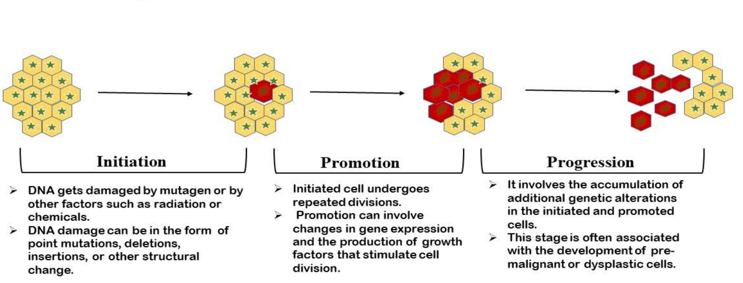 Mechanisms of carcinogenesis fig. 2. depicts the basic steps