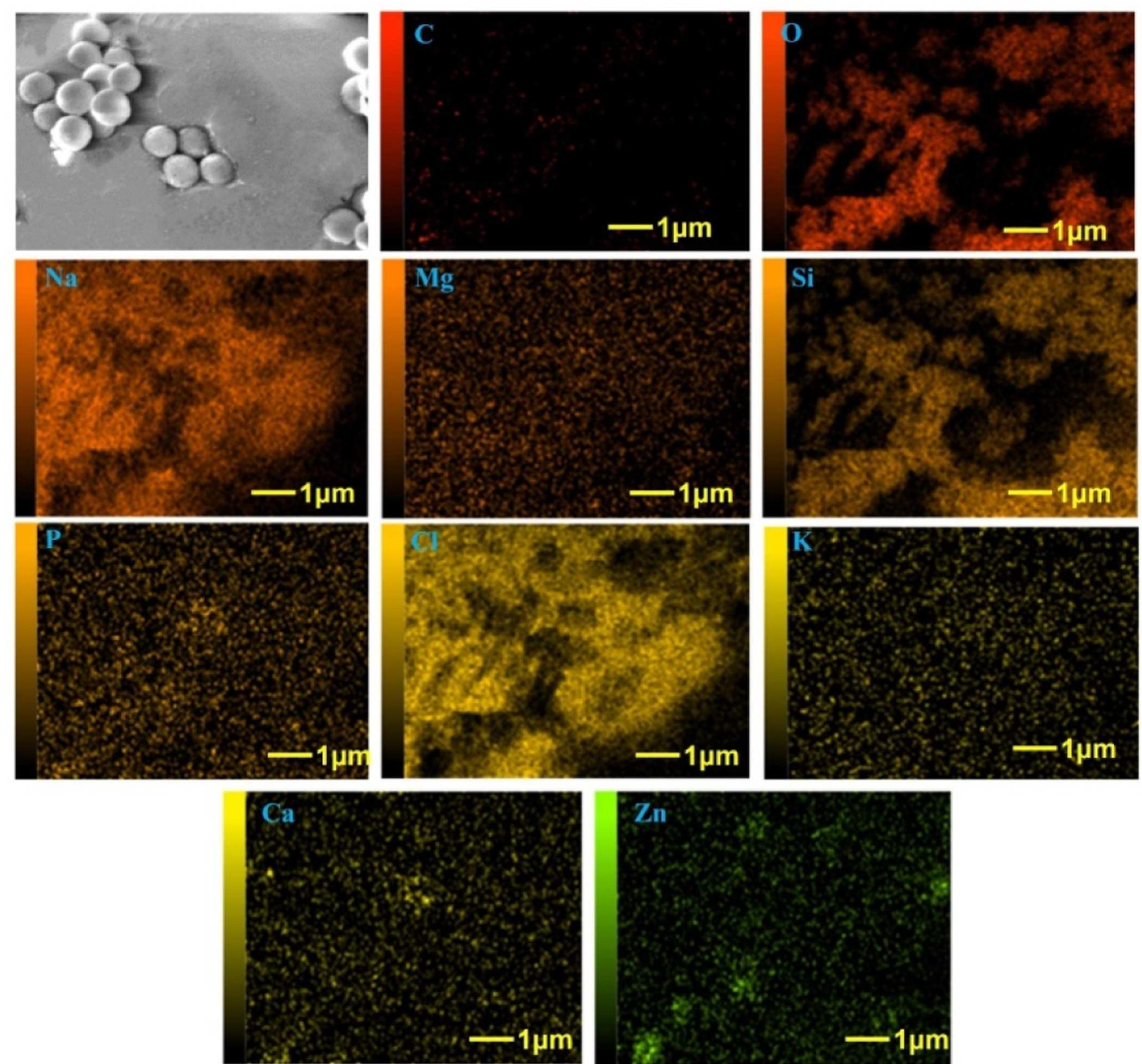 Elemental mapping spectra of 6 mol% zno doped bgc-nps