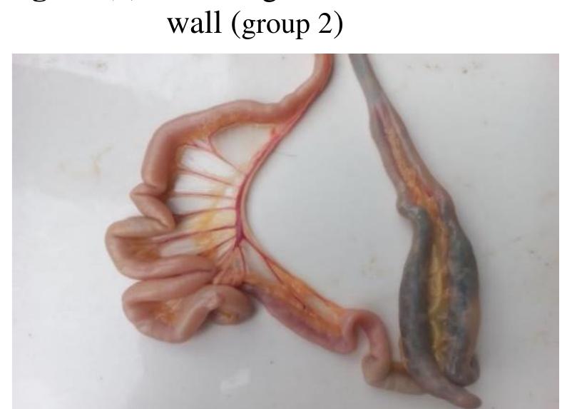 (4): hemorrhagic ulcers in the cecal wall of (group 3).