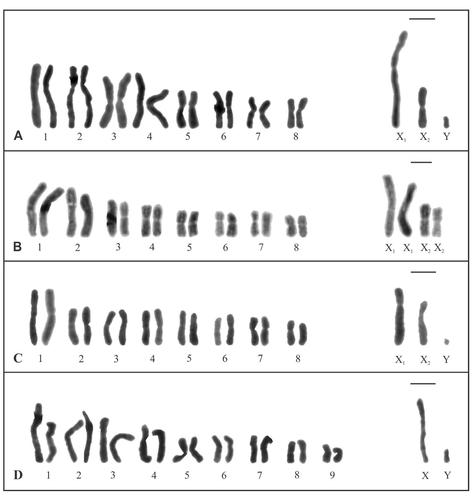 Karyotypes of three sicarius species. a-b. sicarius cariri