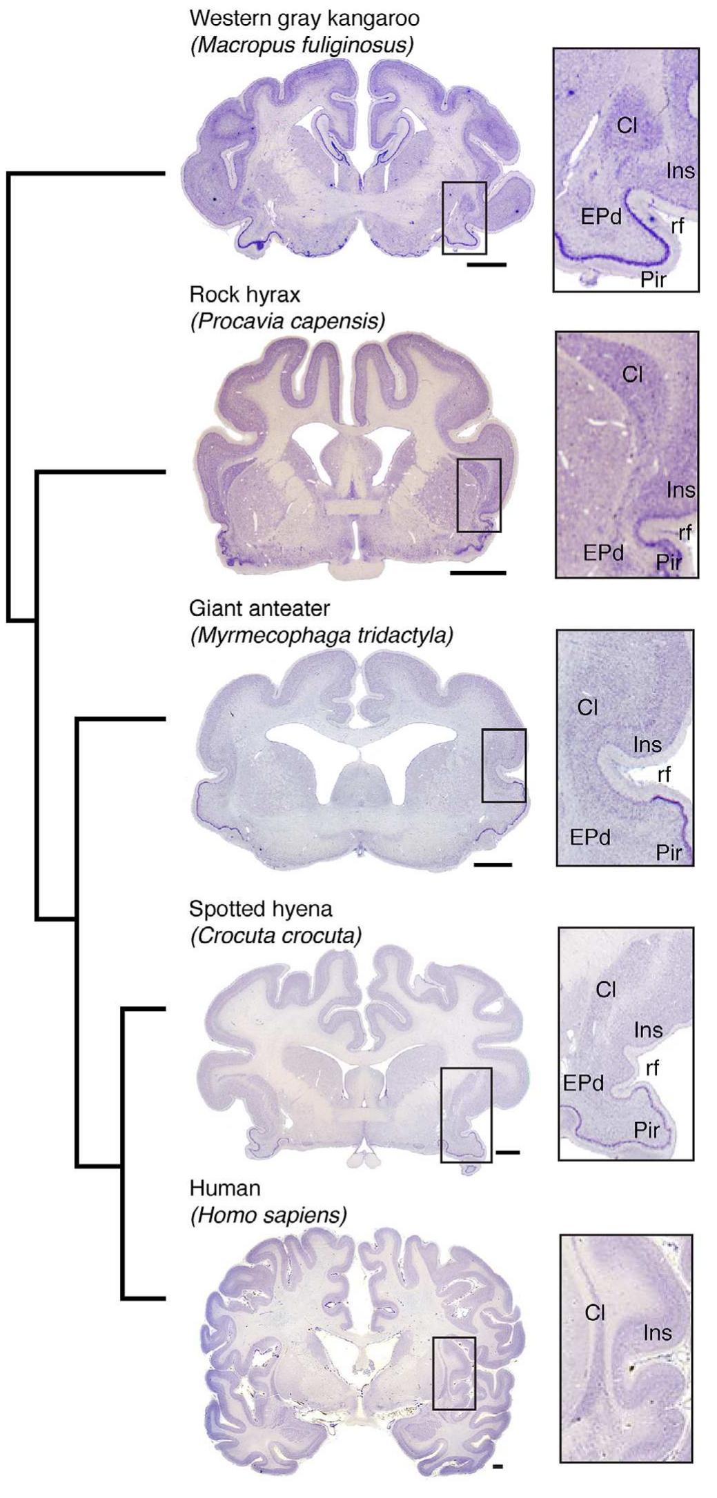 Figure 1 - from In search of common developmental and