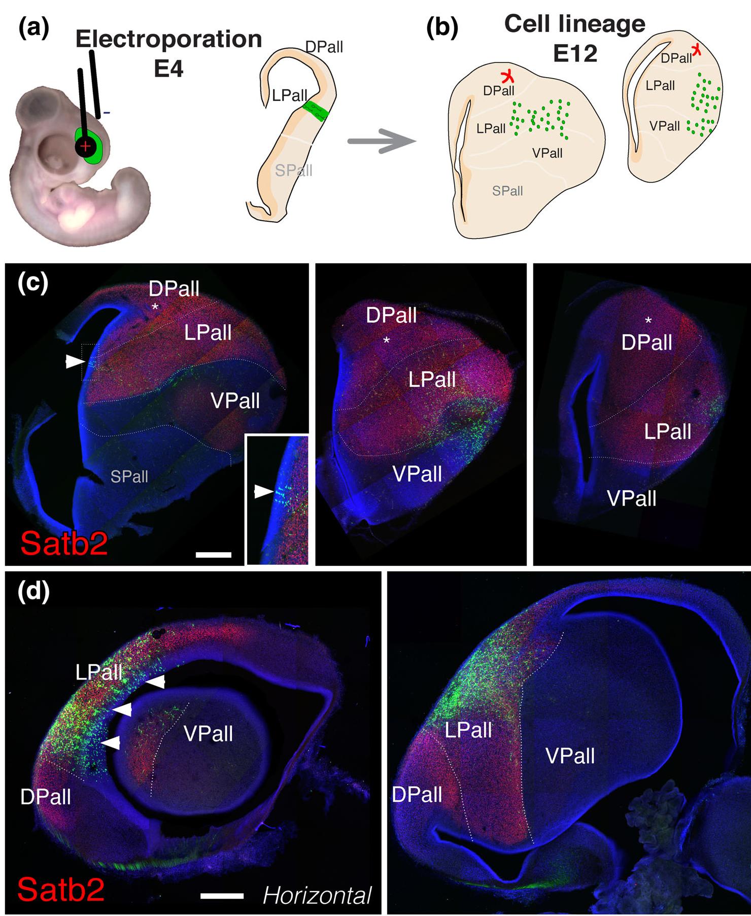 Figure 7 - from In search of common developmental and