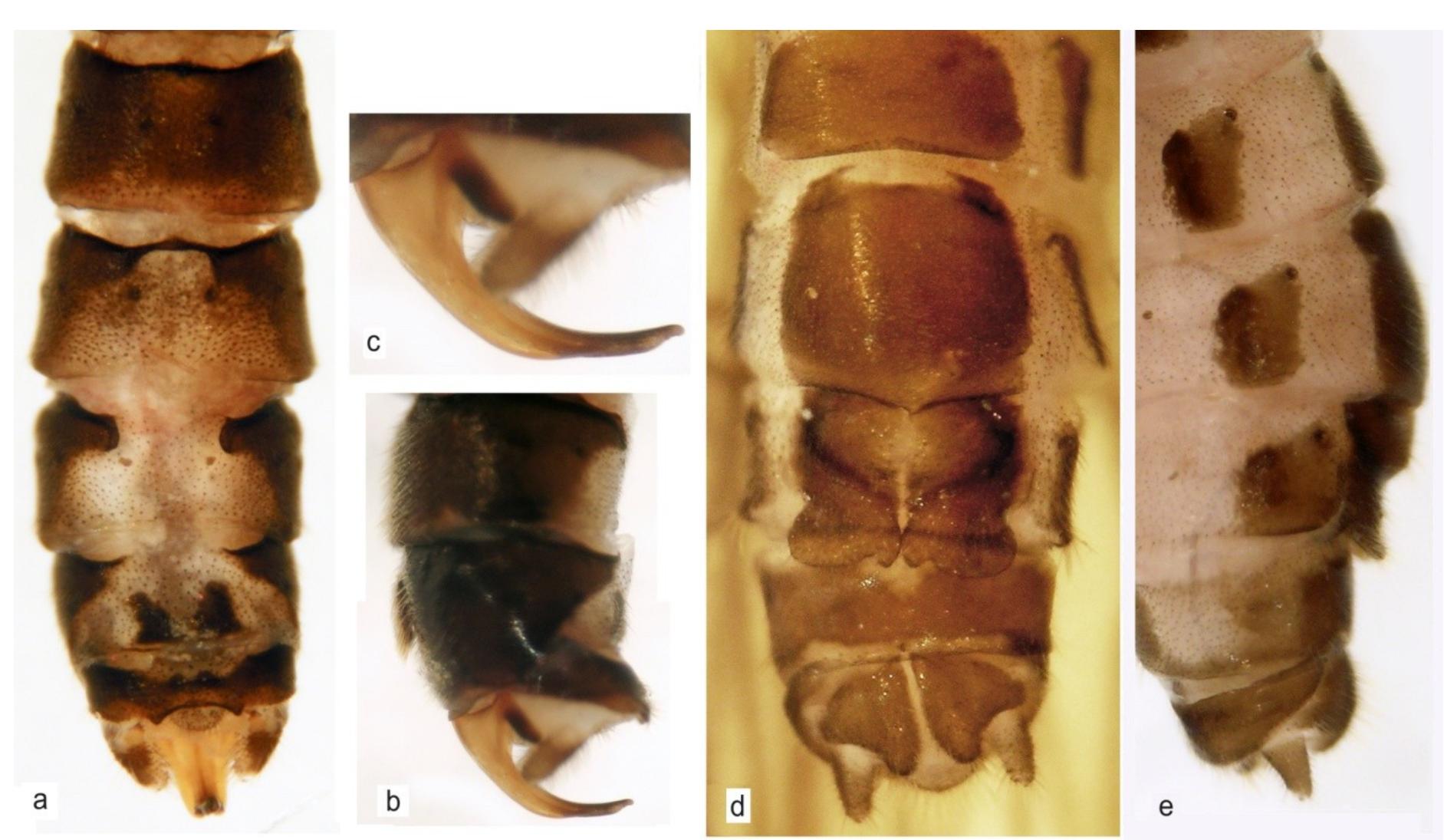 Leuctra silana aubert, 1953b: a = male abdomen dorsal view,