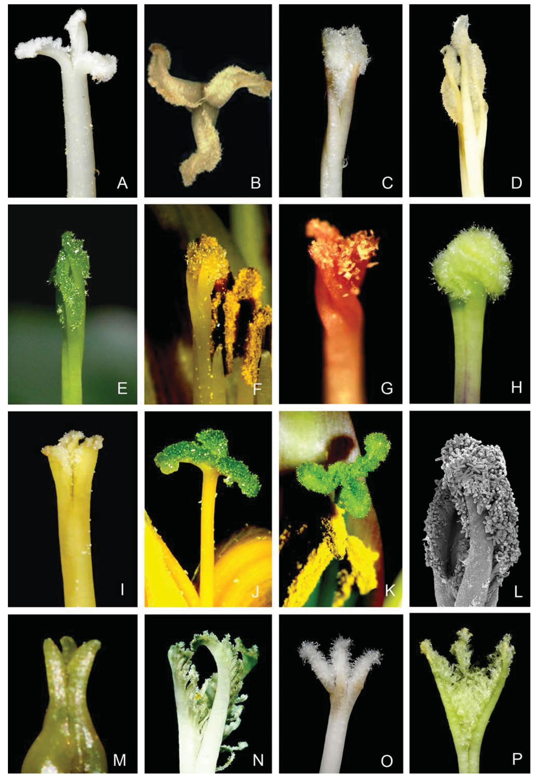 Stigma types in tillandsioideae. conduplicate and simple