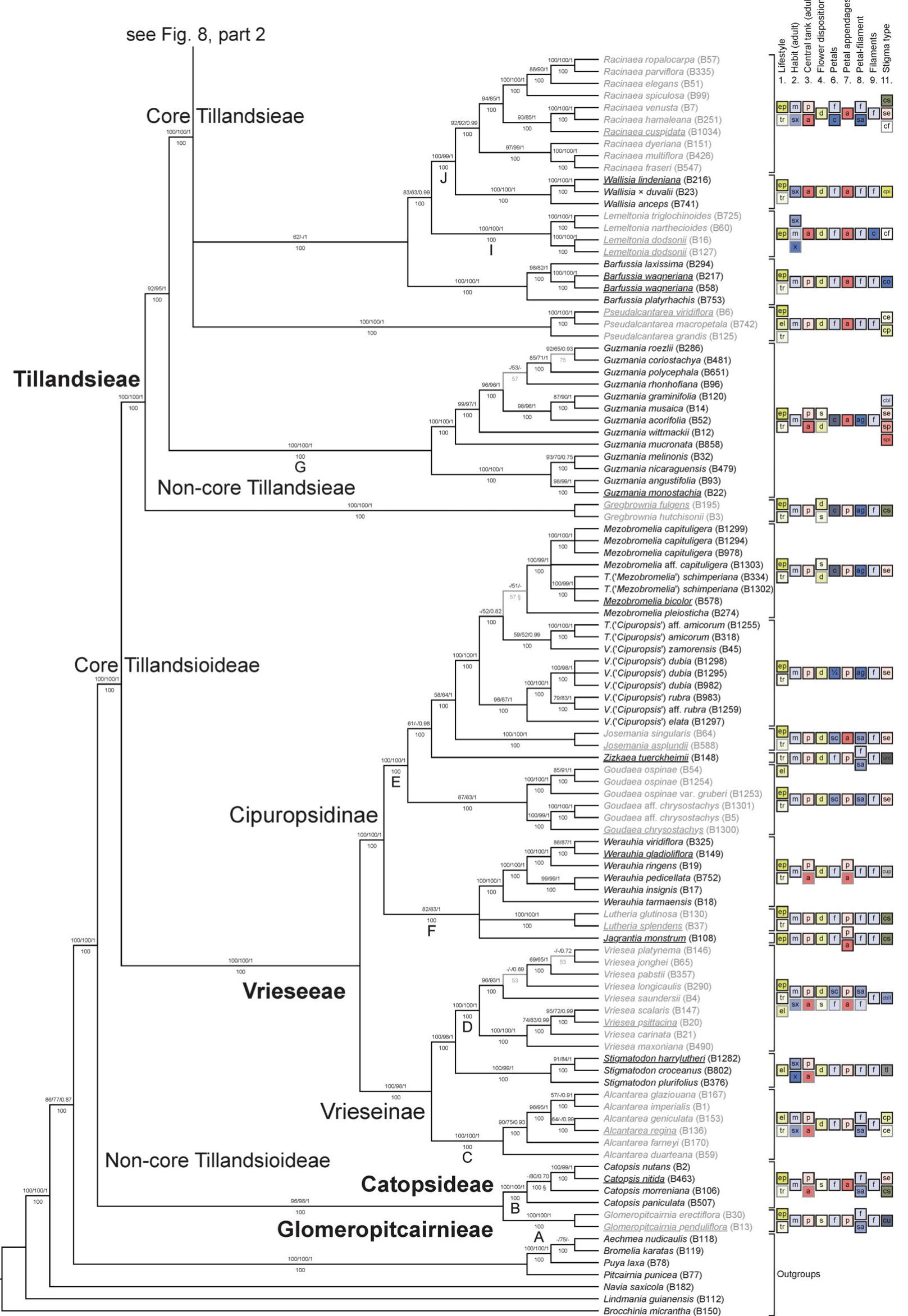 The revised classification of tillandsioideae and ecological