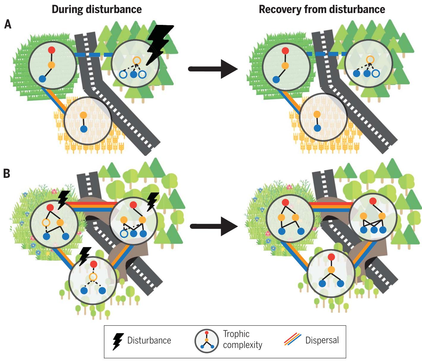 Figure 2 - Rewilding complex ecosystems