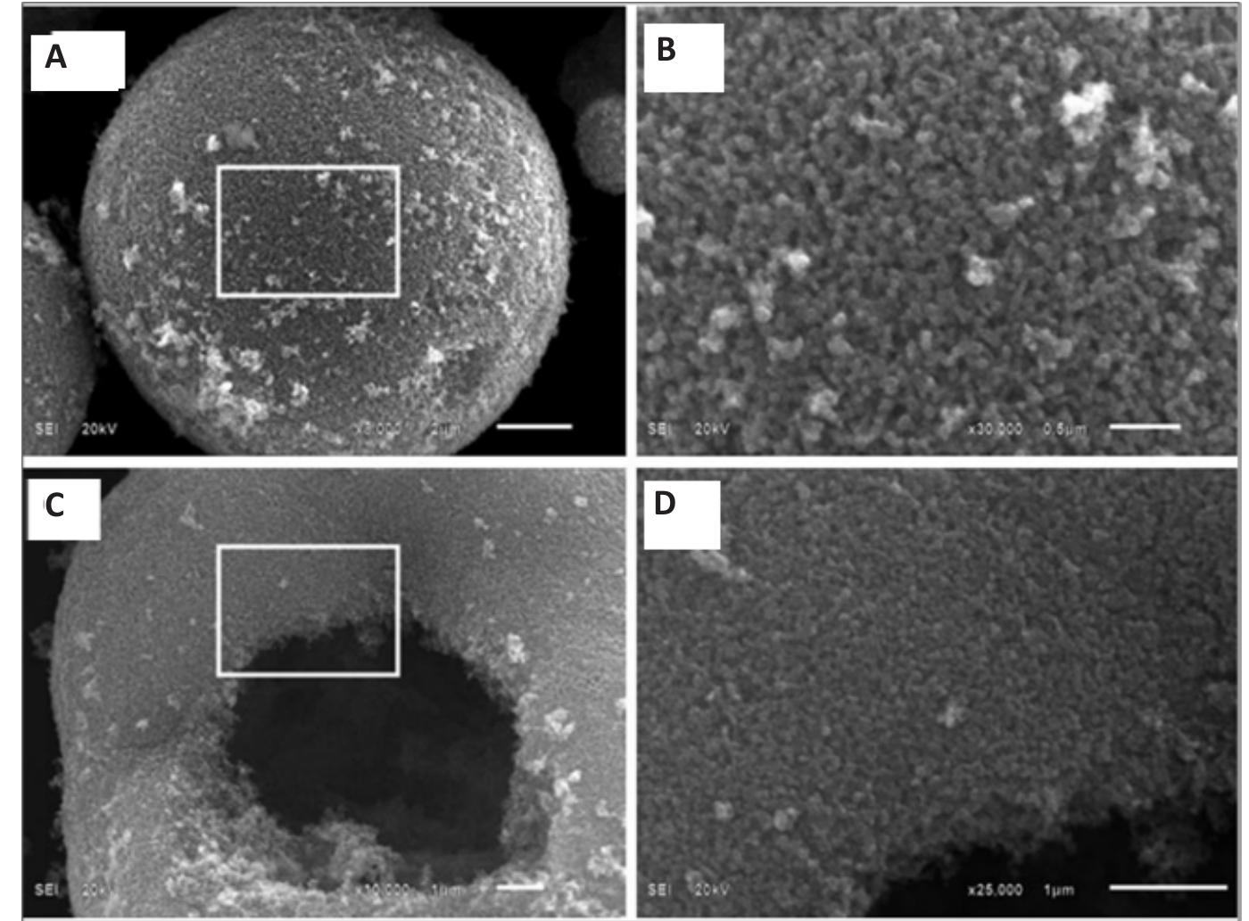 Sem images of the tio, samples made by the solvothermal