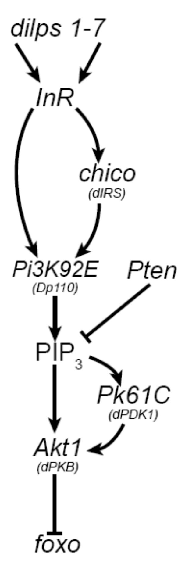 I.1 major insulin signaling pathway components. lt pin din