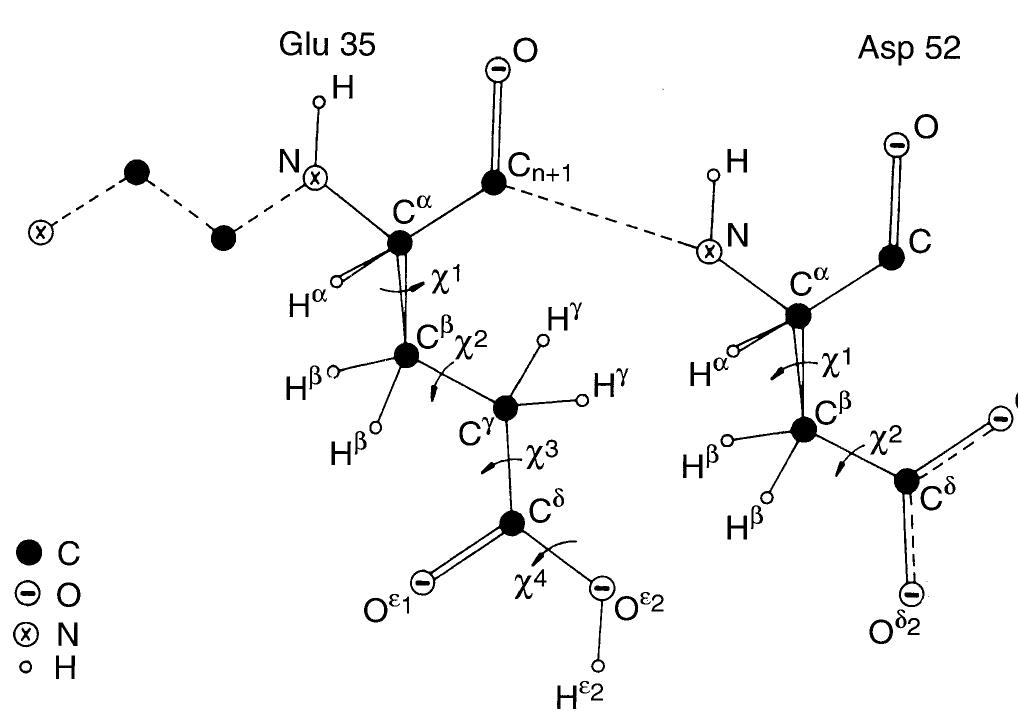 A schematic diagram for glu 35 and asp 52