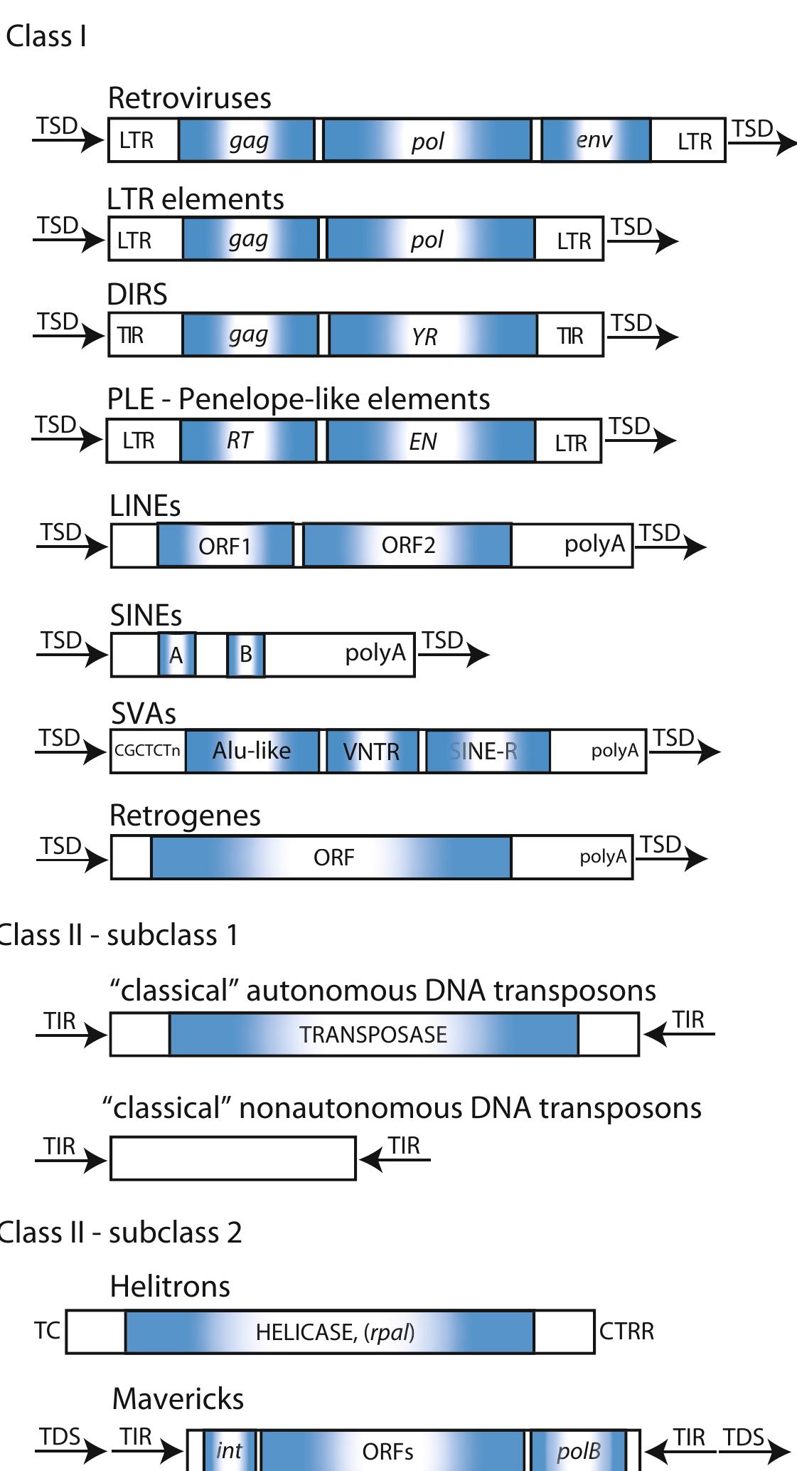 Structures of eukaryotic mobile elements. see text for