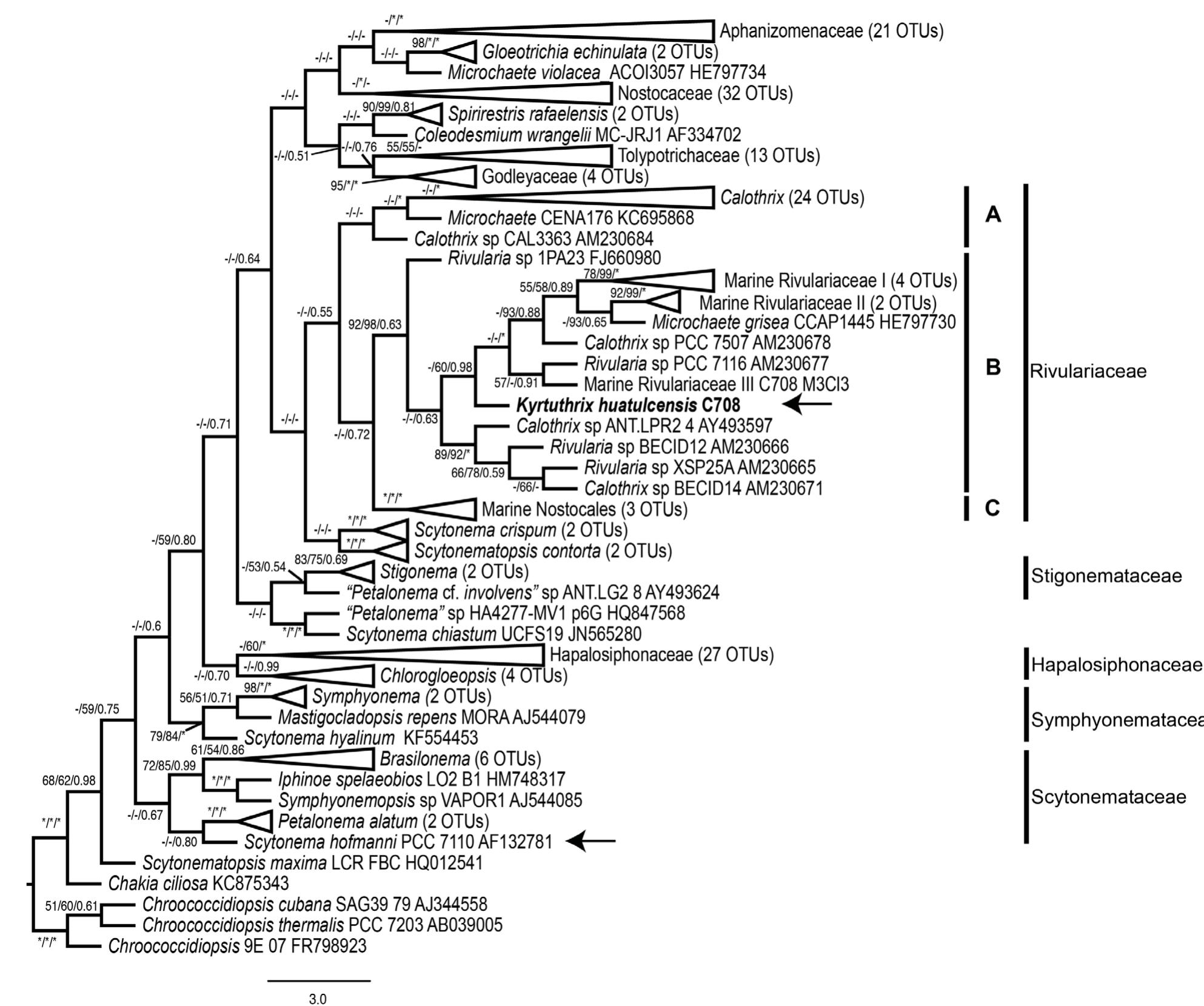 Phylogenetic analysis based on 16s rrna sequences of 181