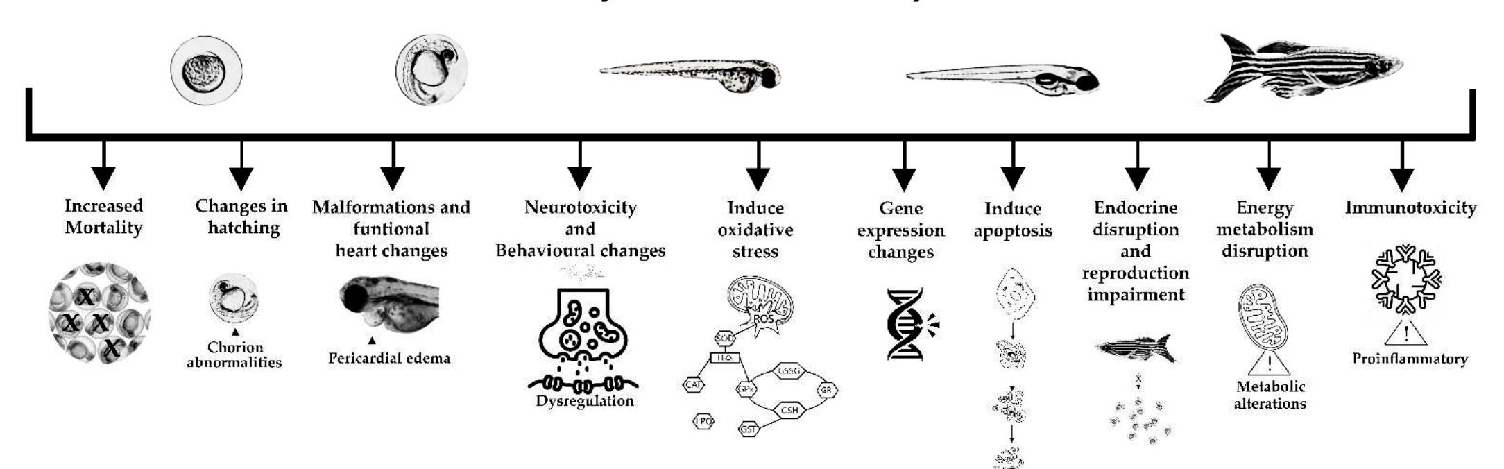 Toxicity in the zebrafish life cycle figure 2. effects