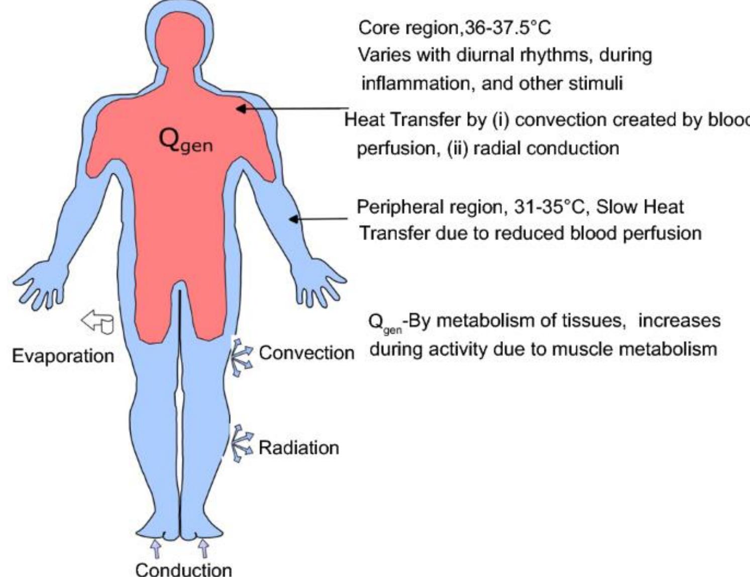 (1). heat transfer mechanisms in the core and peripheral