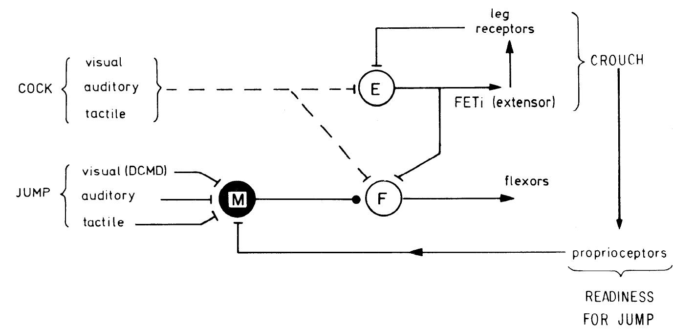 Schematic diagram showing the mechanism for the preparation