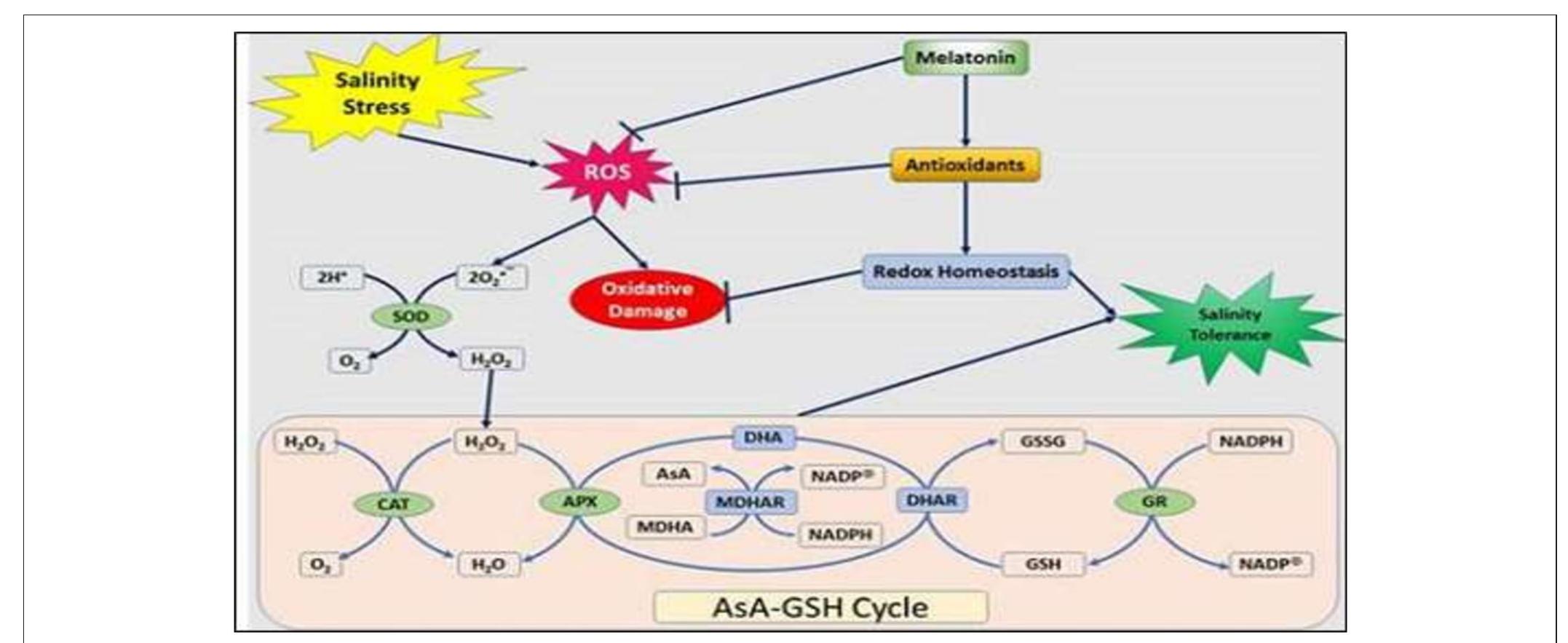 | schematic presentation of the ascorbate-glutathione cycle