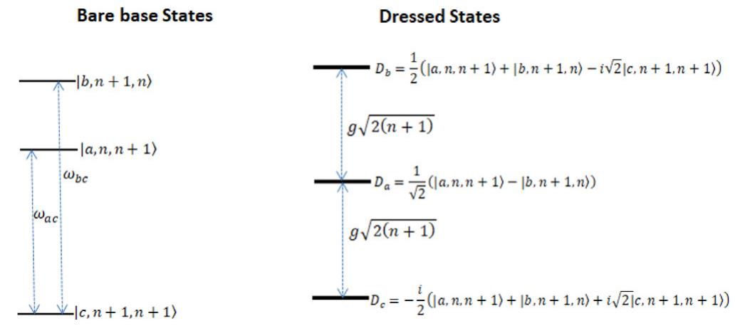 The bare states (in the left side) and dressed states (in