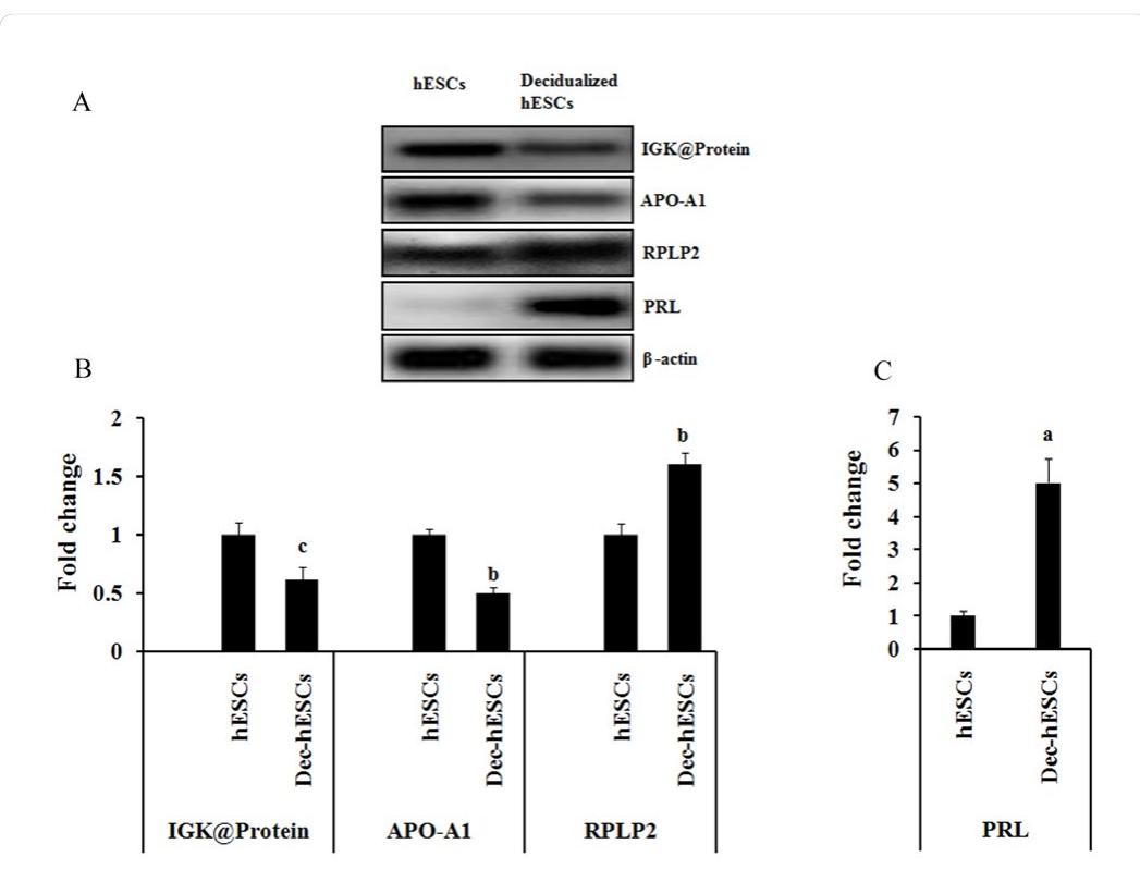 Western blot analysis of |gk@ protein, apo-a1, rplp2 and