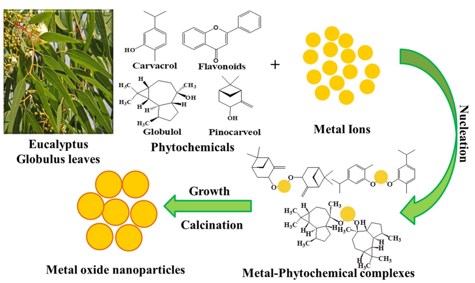 Metal atoms to form metal-phytochemical complex/