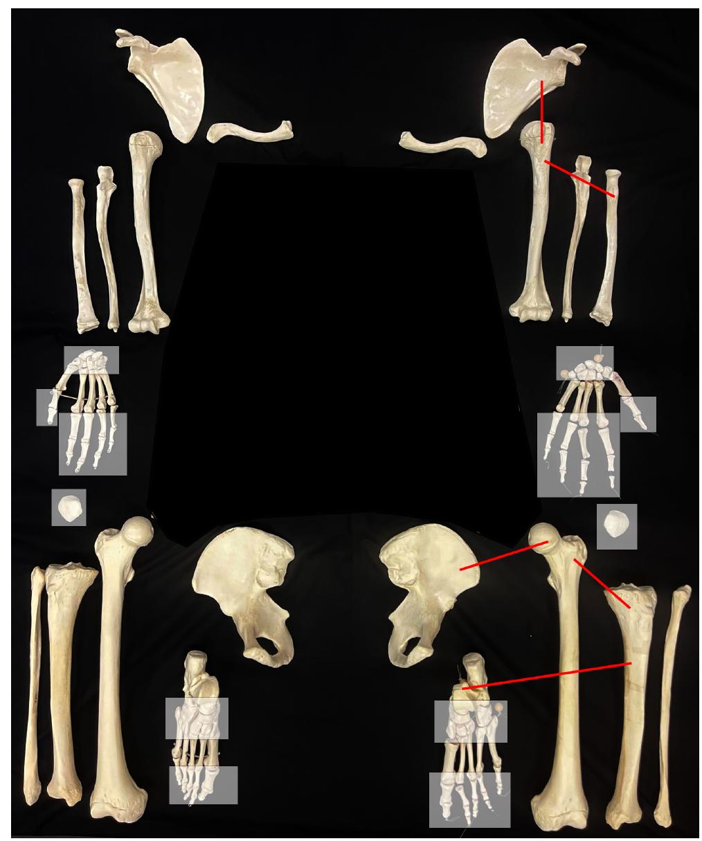 Cast elements of the appendicular skeleton indicating bones