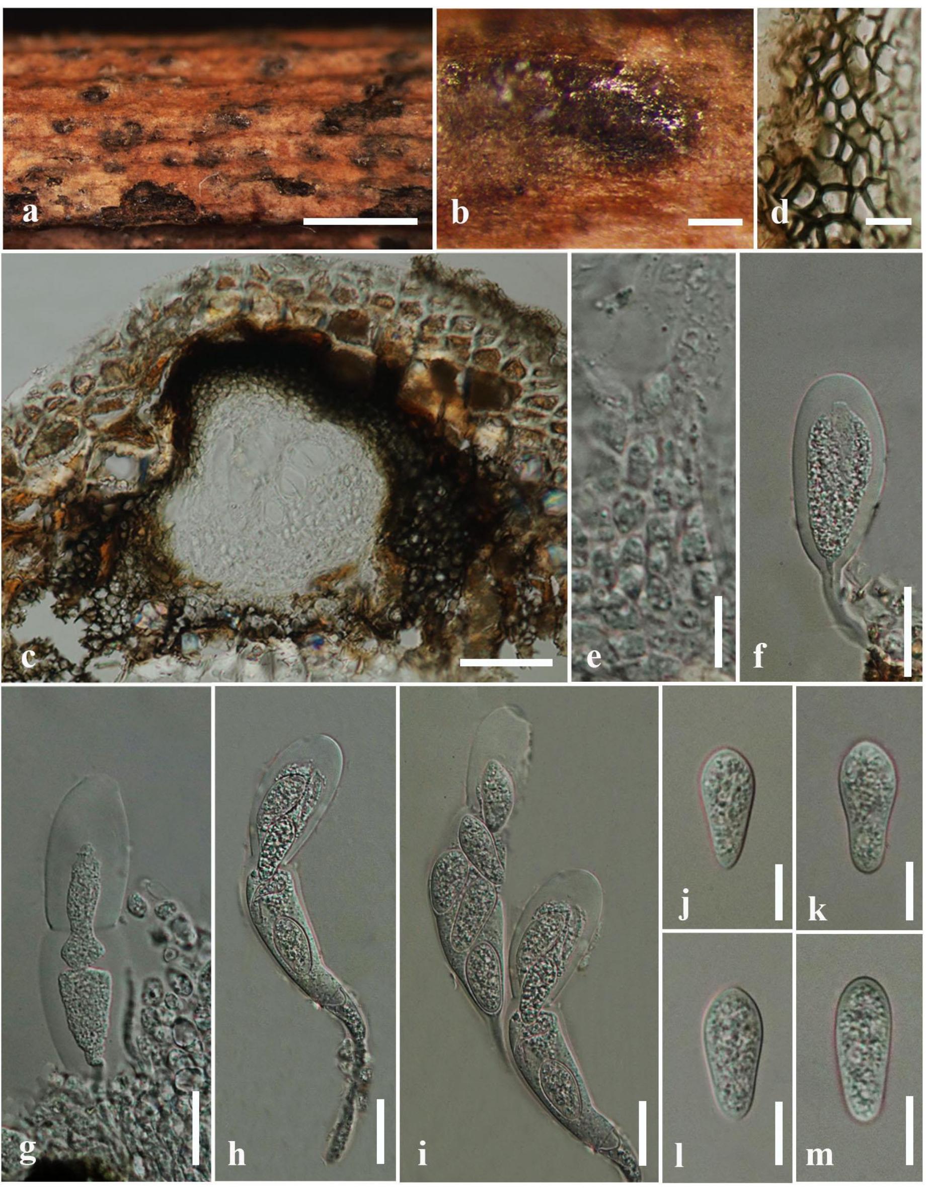 sexual morph of pseudofusicoccum adansoniae (mflu 22-0181,
