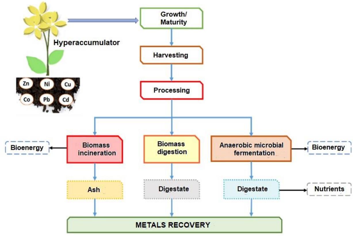 The stages of the phytomining process in this context,