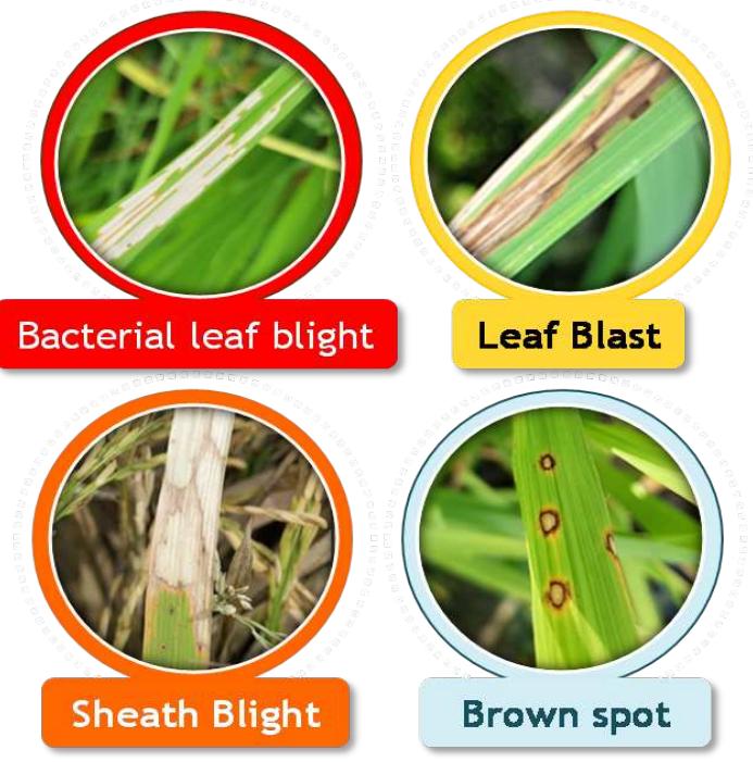 Figure 4 Rice Leaf Disease Classification And Detection