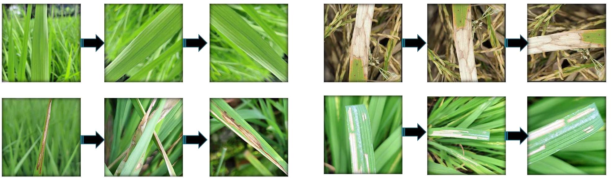 Data augmentation the images were labeled and then uploaded