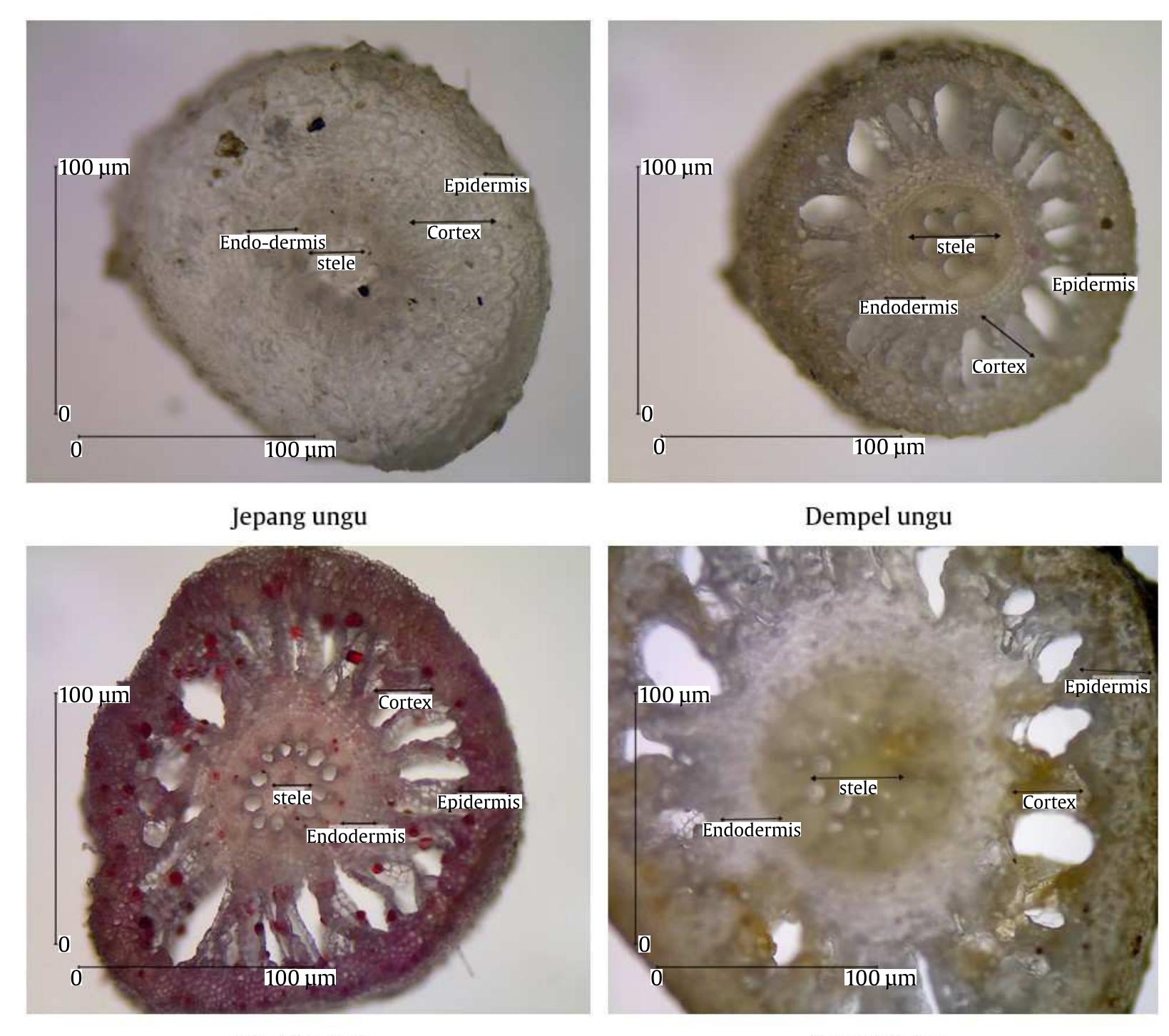Characteristic of root of taro numbers followed by different