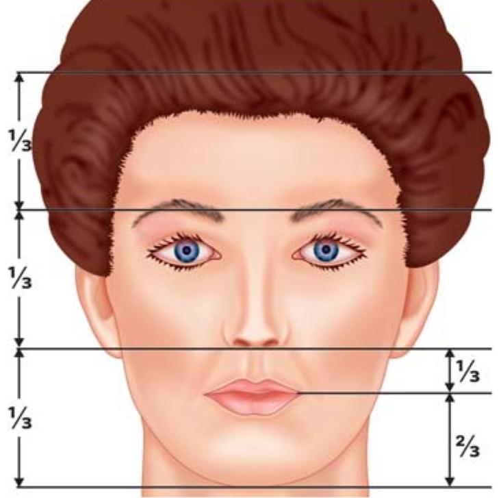 Schematic diagram of nasal proportions in respect of the