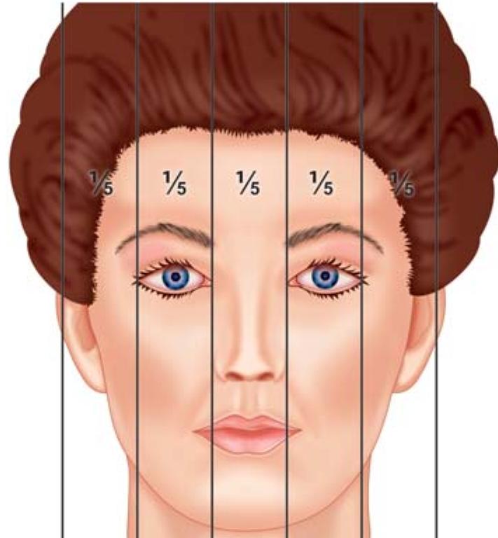 Schematic diagram of the face and its principle subdivision